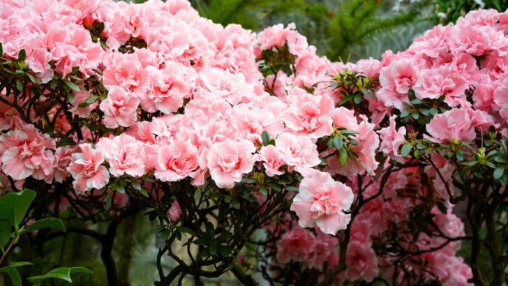 21 Gorgeous Shrubs That Bloom All Year Long (And A Few More To Keep The ...