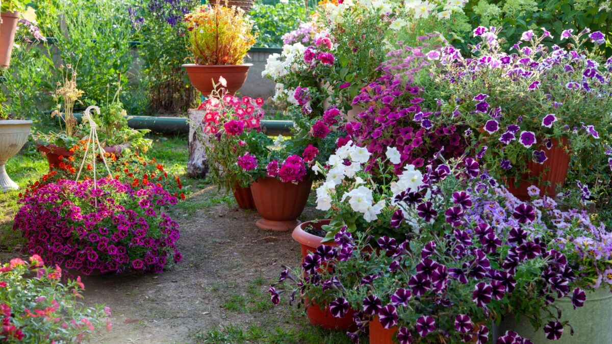 23 Plants That Start Flowering Almost Instantly After Planting (No ...
