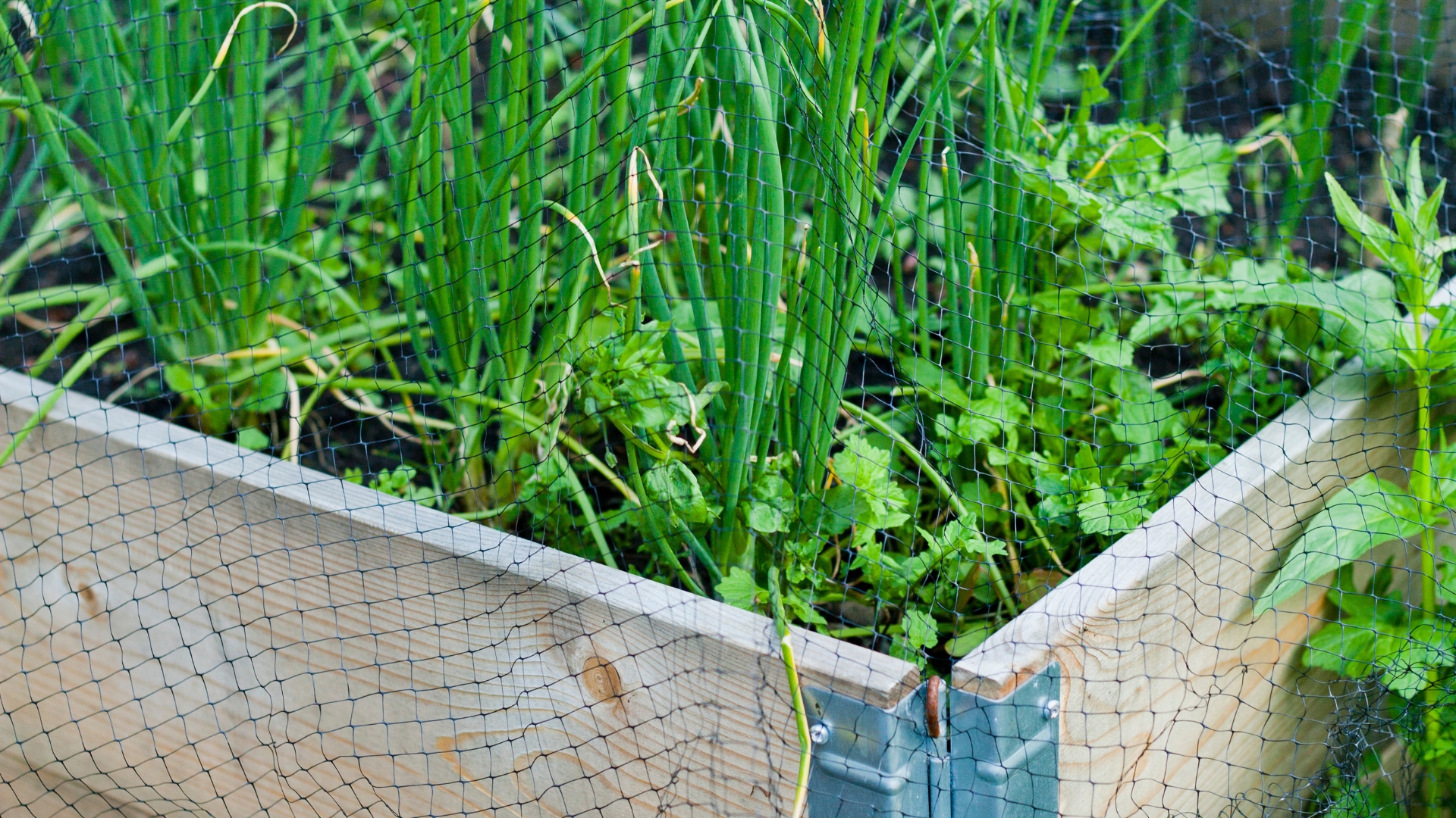 30 Great Veggies To Grow In Raised Beds (And 8 That Hate Raised Beds)