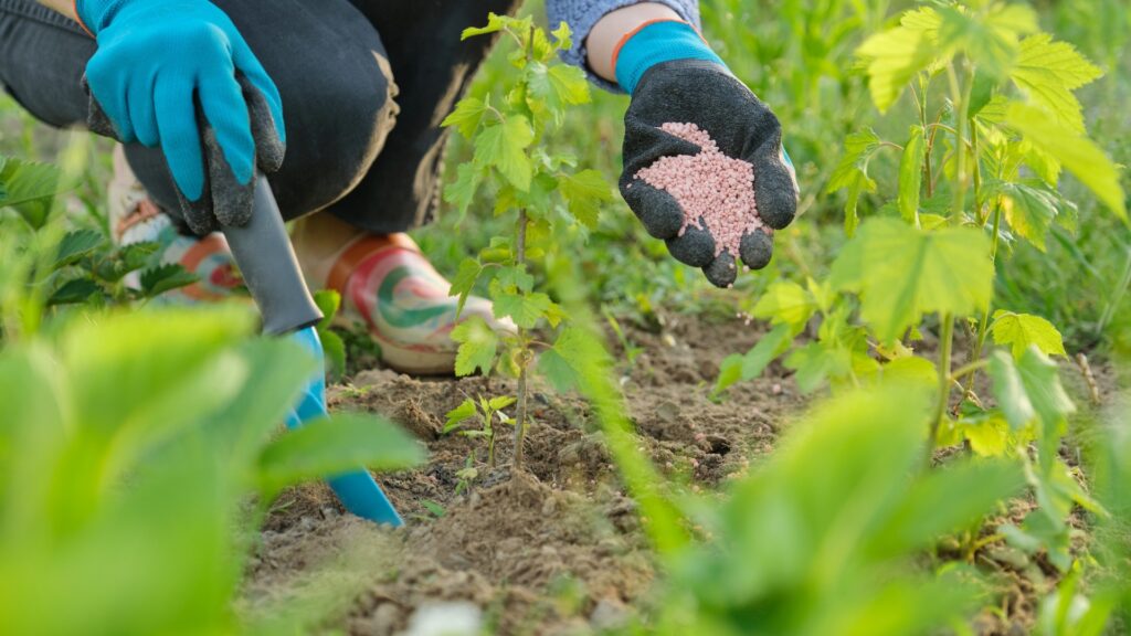 5 Signs You're Using The Wrong Fertilizer For Your Vegetables (And What ...