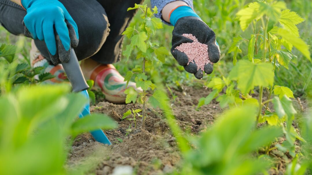 5 Signs You're Using The Wrong Fertilizer For Your Vegetables (And What ...
