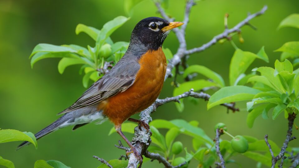 6 Reasons Robins Skip The Bird Feeder (And What To Do Instead To Keep ...