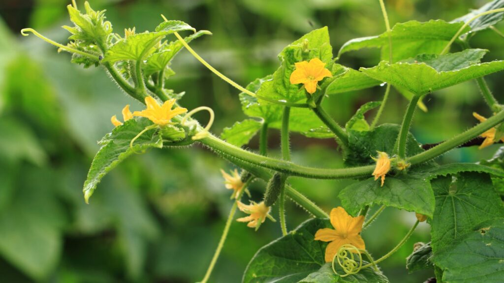 6 Reasons Why Cucumber Plants Bloom But Don’t Fruit (Plus Simple Fixes ...