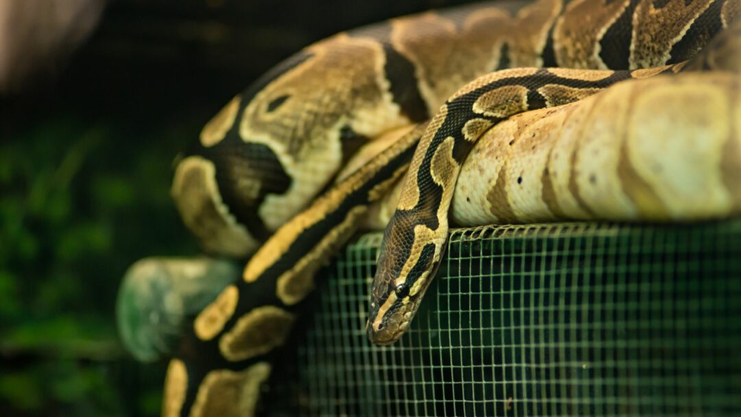 These Are The 18 Biggest Snakes Ever Spotted In Each State (And How To ...