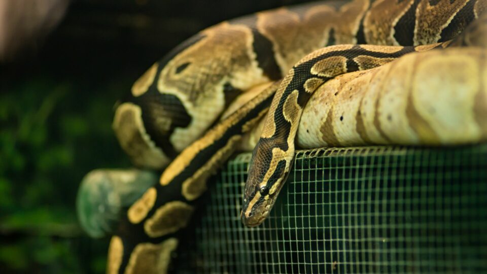 These Are The 18 Biggest Snakes Ever Spotted In Each State (And How To ...