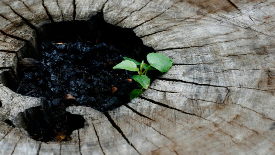22 Incredible Plants You Can Grow Right Over A Tree Stump