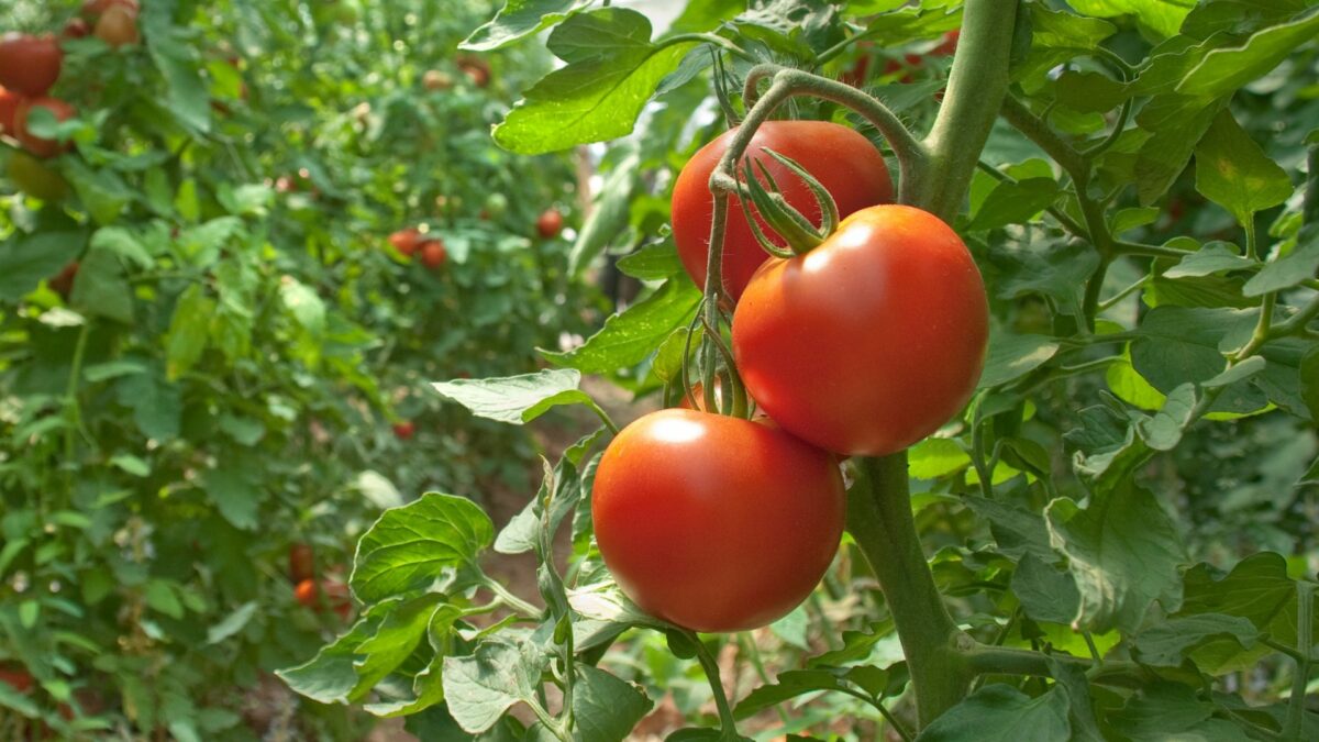 22 Common Reasons Why Your Tomato Leaves Are Curling (Plus Quick Fixes ...