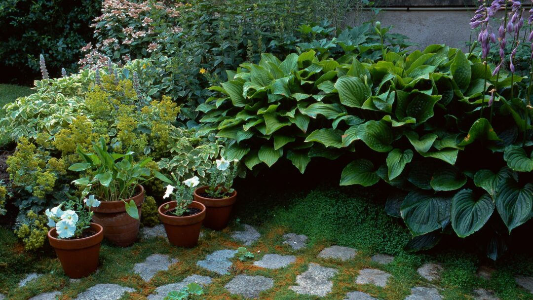 Top 35 Proven Perennials For A Weed-Free Shade Garden