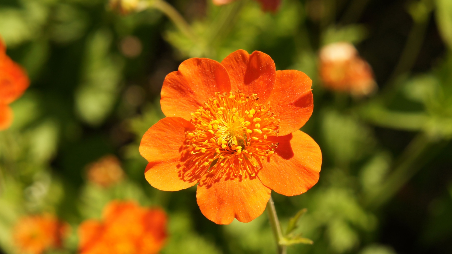 40 Stunning Perennial Flowers That Pop Up Every Blooming Season