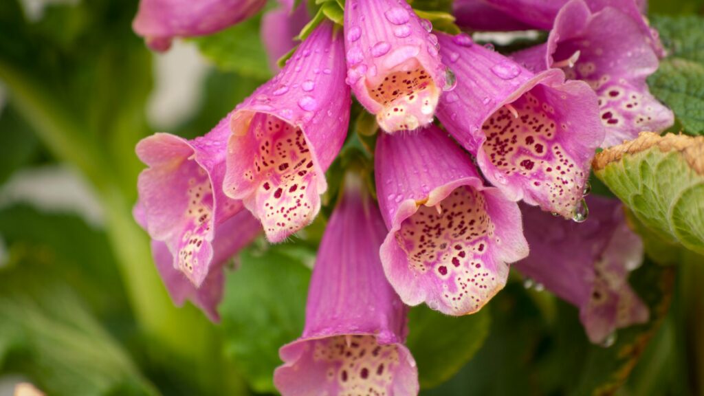 Here Are 34 Incredible Plants to Grow Instead of Hydrangeas