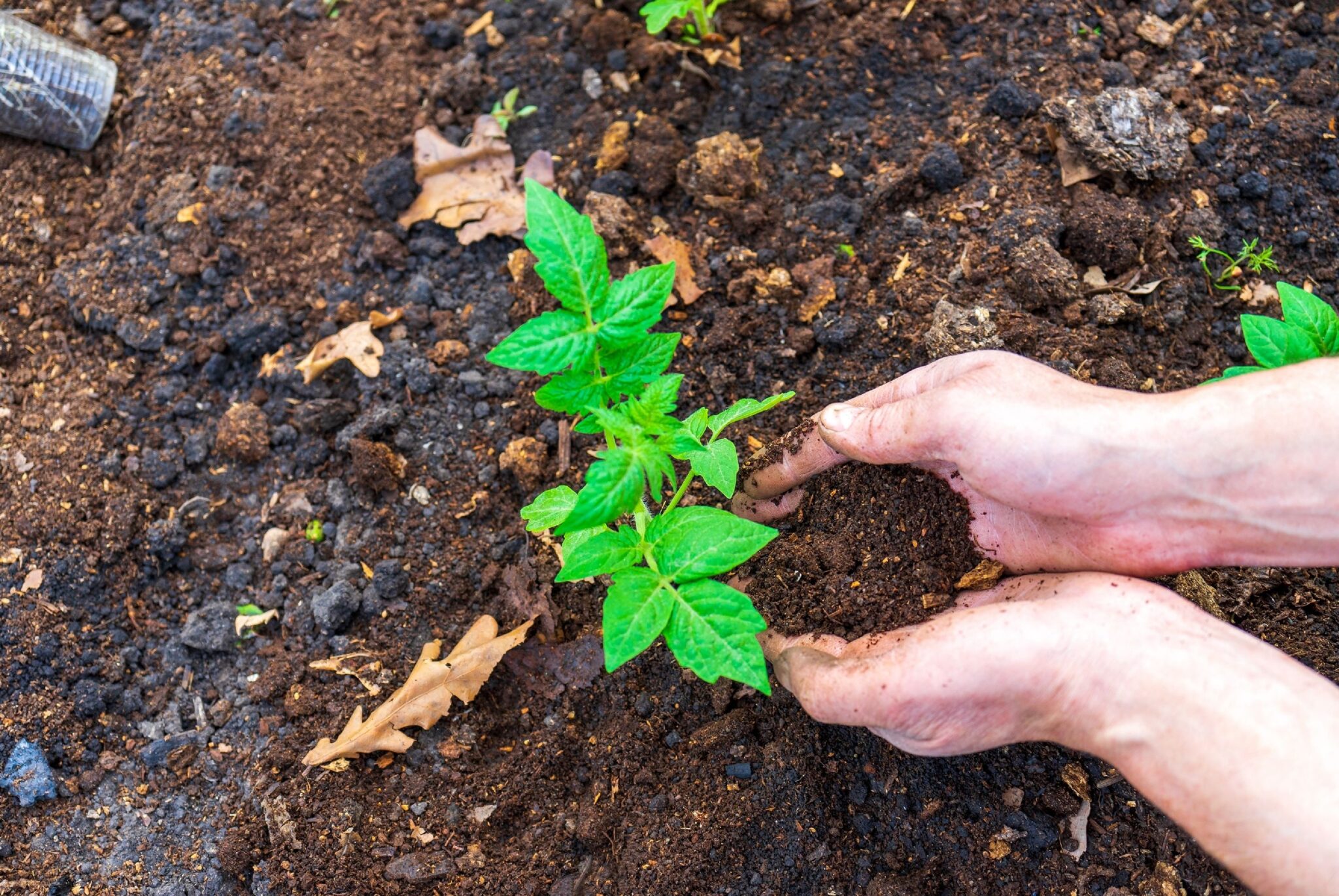 Is It Too Late To Plant Tomatoes