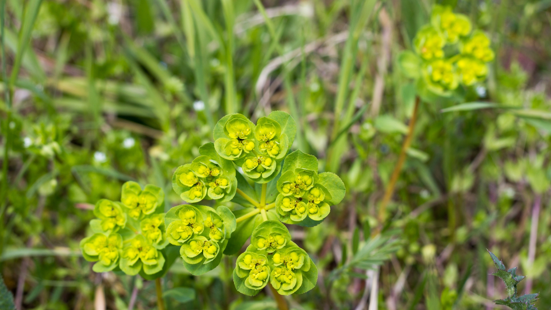The 24 Gorgeous Flowering Ground Covers For Shady Spots Under Trees
