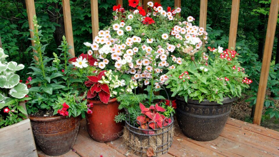58 Must-Have Container Plants And Incredible Ideas For Your Potted ...