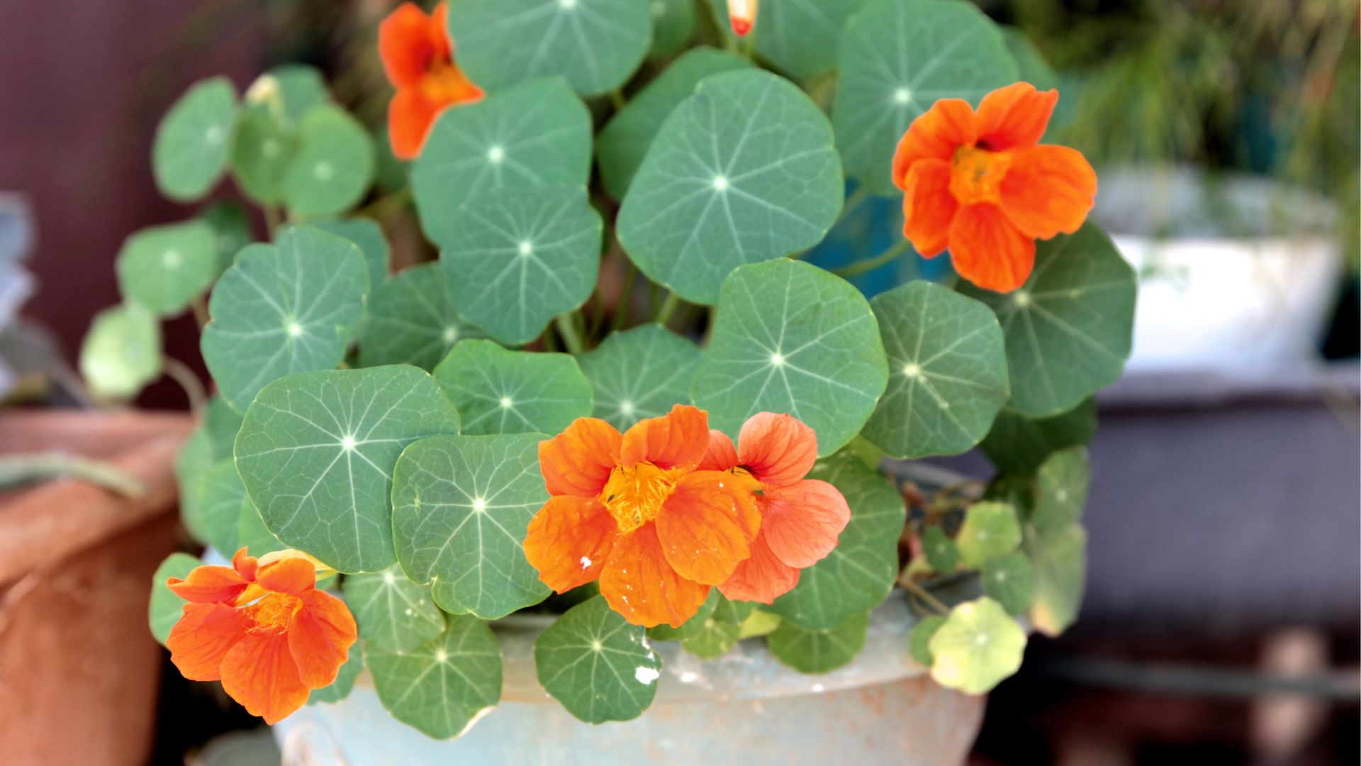 17 Best Container Plants To Invite Hummingbirds To Your Yard (Plus Tips ...