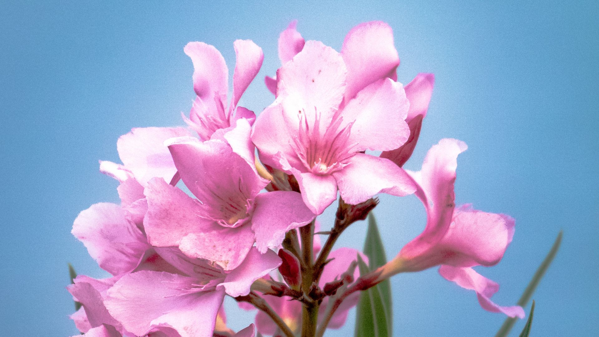 11 Houseplants That Purify Air Silently – And 11 That Pollute It Instead