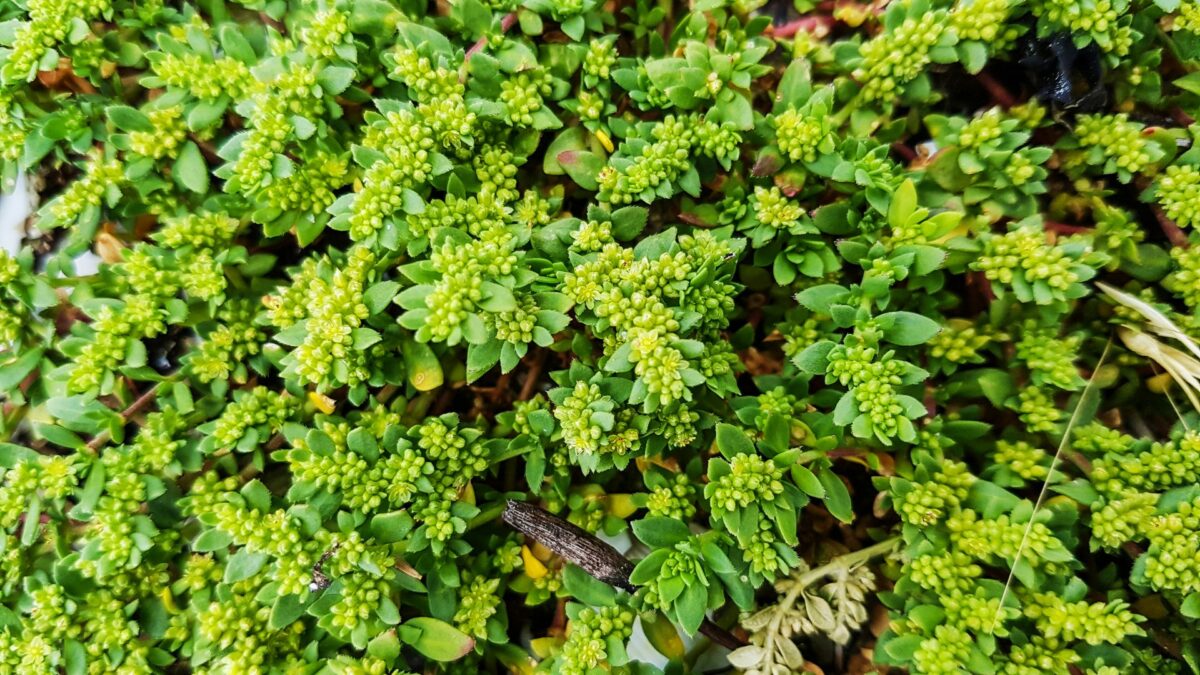 Positivebloom - Plant, bloom, thrive