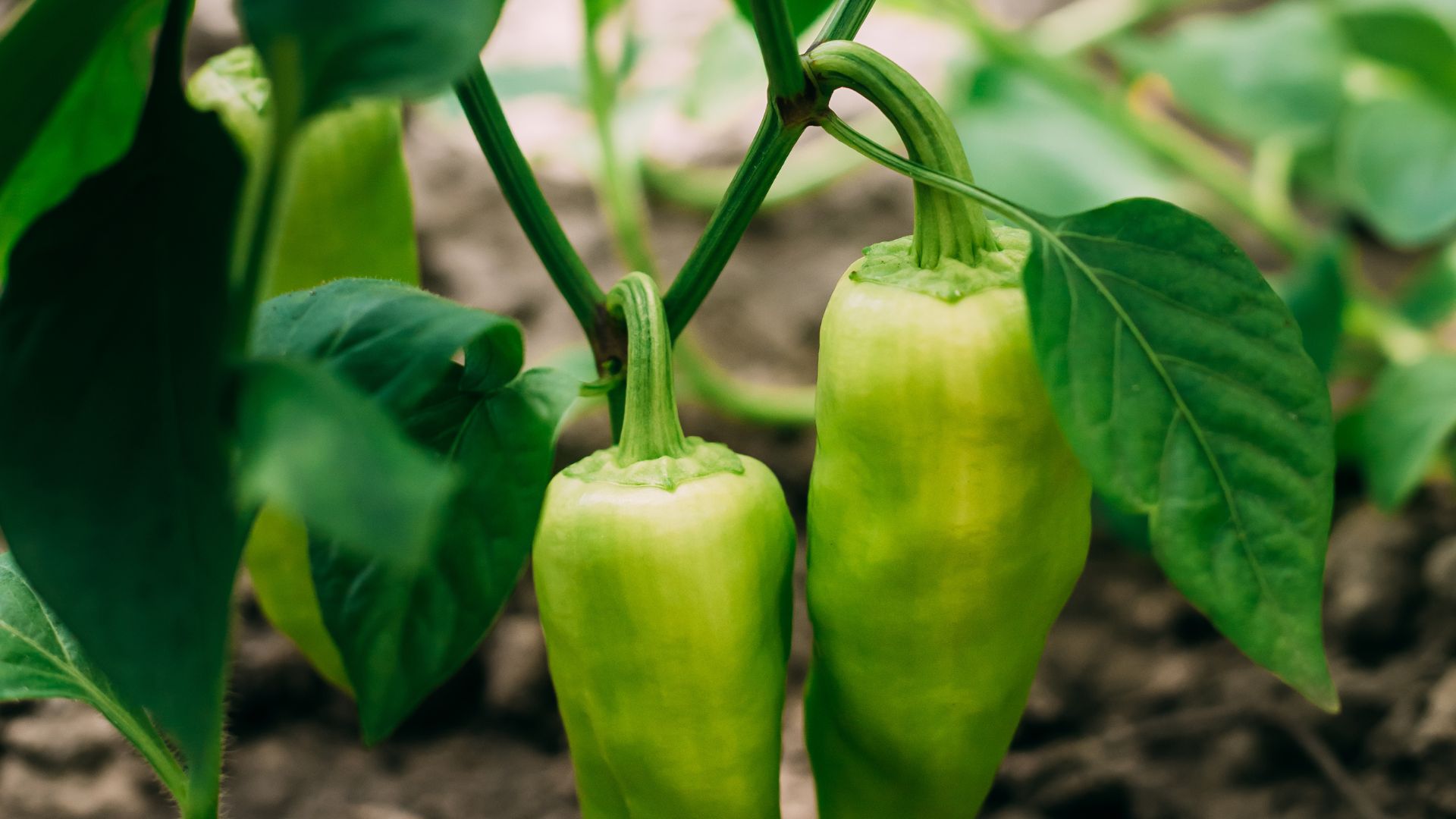 17 Tips For Growing The Best Peppers In Your Garden (Plus Some You ...