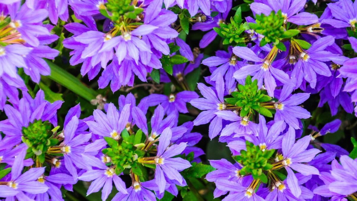 18 Self-Cleaning Blooms That Keep Flowering Without Deadheading