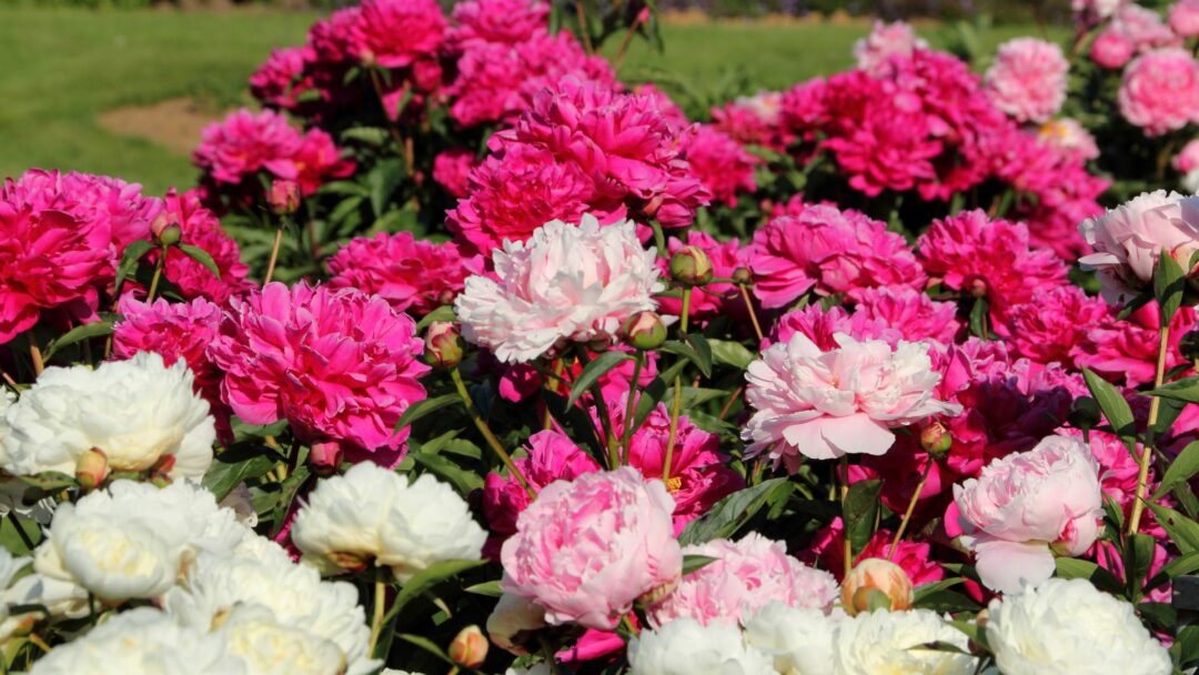 Should You Deadhead Peonies? 15 Things To Know Before You Cut (Or Not)