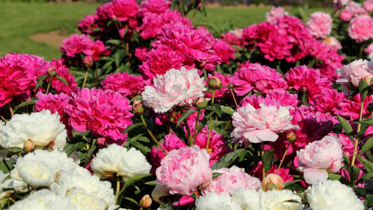 Should You Deadhead Peonies? 15 Things To Know Before You Cut (Or Not)
