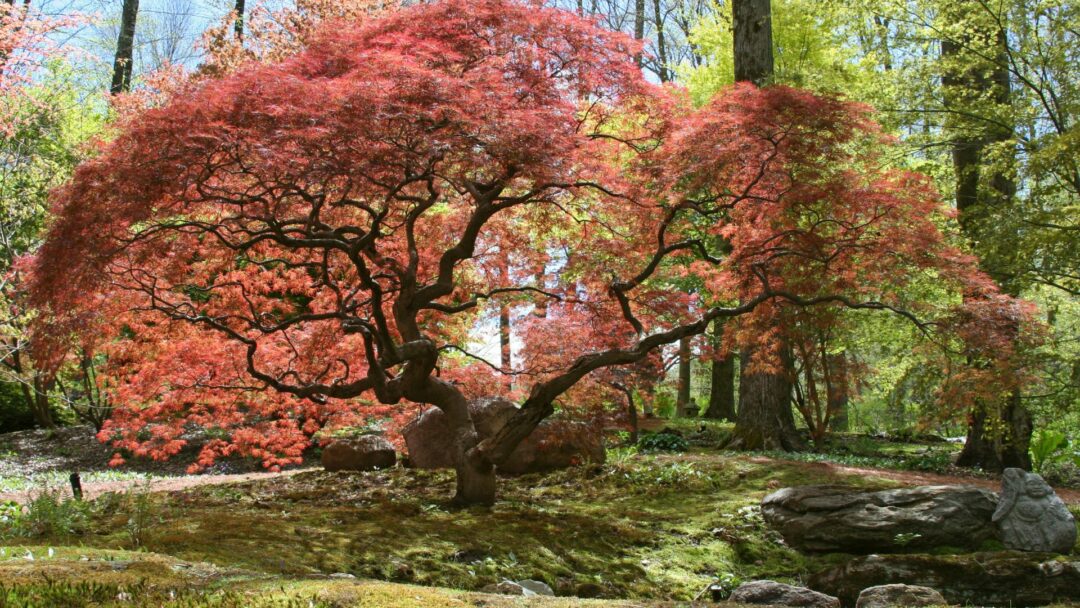 15 Smart Ways To Use Japanese Maple In The Landscape (And 3 Mistakes To ...