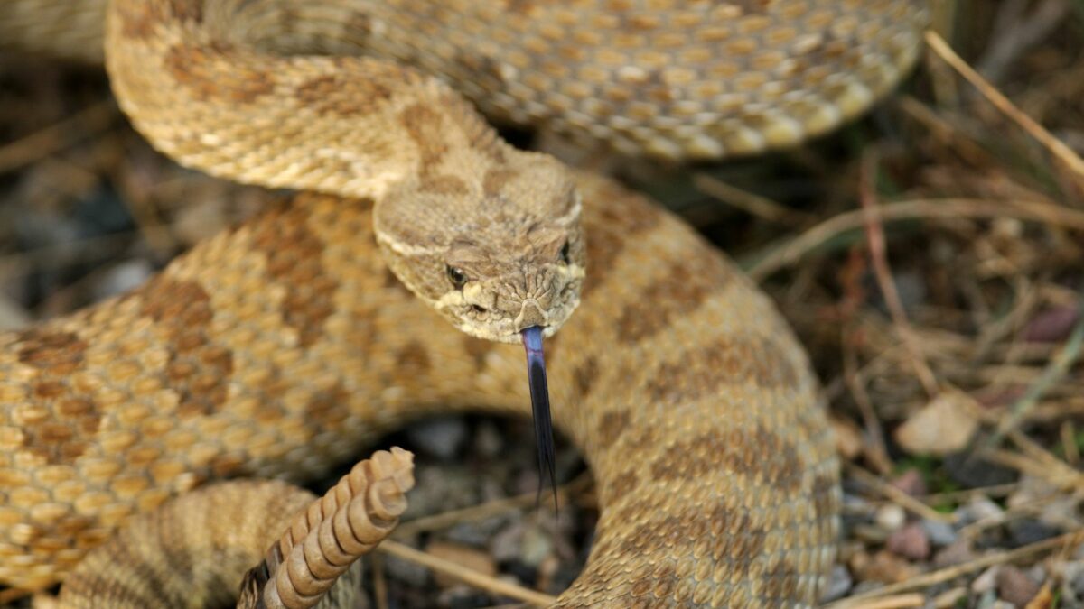 The 8 U.S. States With The Most Rattlesnakes (And 9 Ways Keep Your ...