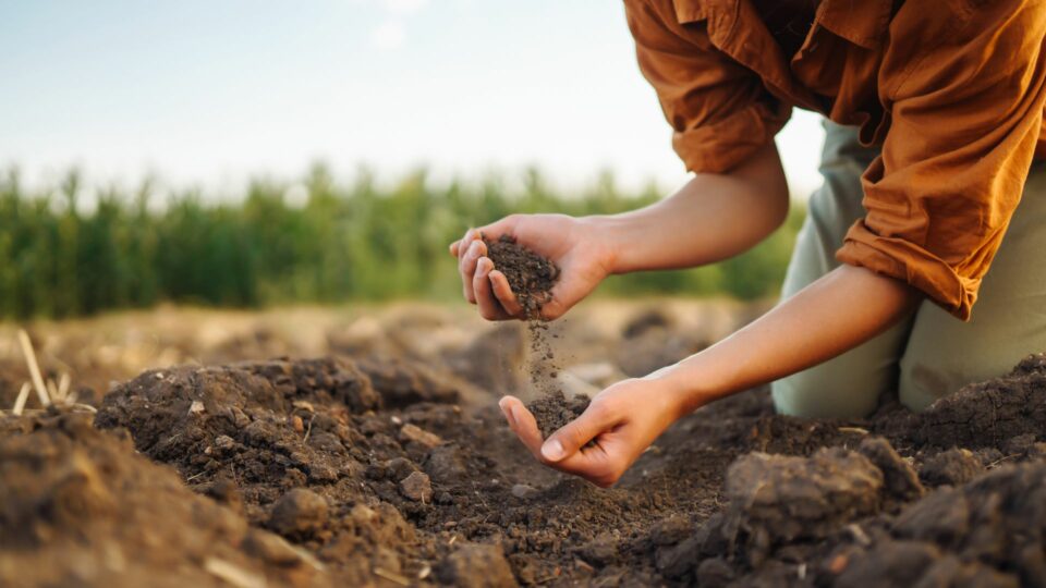 Over 22 Ways To Improve Soil Health Before Planting Vegetables (Your ...