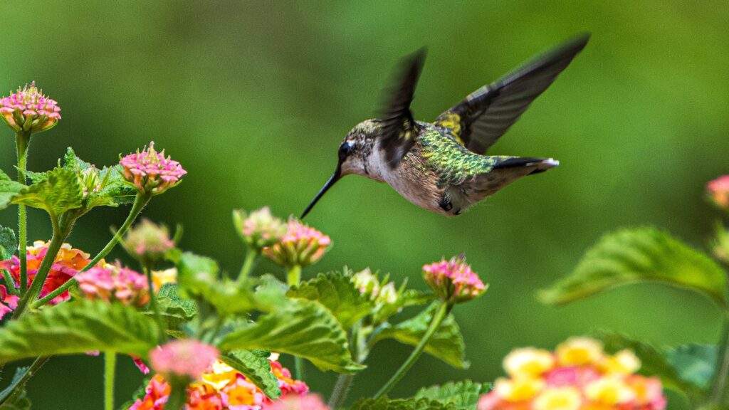 What To Plant Now For A Summer Garden Full Of Hummingbirds – 30 Best ...