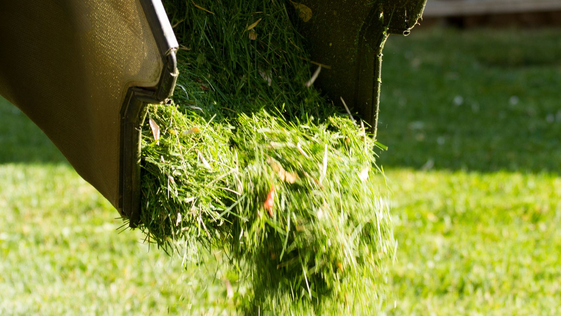 14 Crucial Summer Lawn Care Tasks (And 6 Things That Happen If You Skip ...