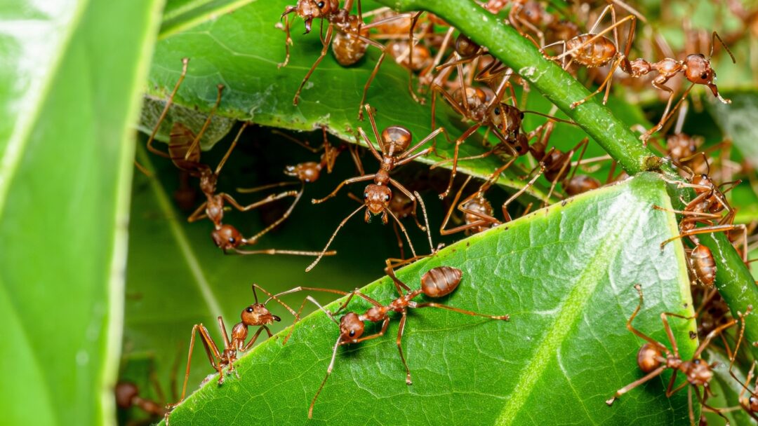 10 Common Insects You See In Your Yard (And 10 That Mean Your Yard Is ...