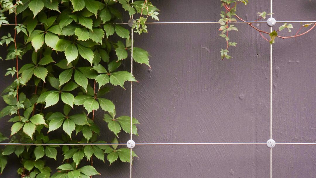 13 Smart Ways To Handle Neighbor's Vines Creeping Into Your Yard (And 5 ...