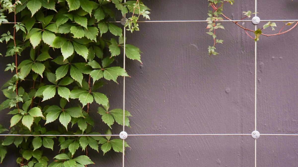 13 Smart Ways To Handle Neighbor's Vines Creeping Into Your Yard (And 5 ...