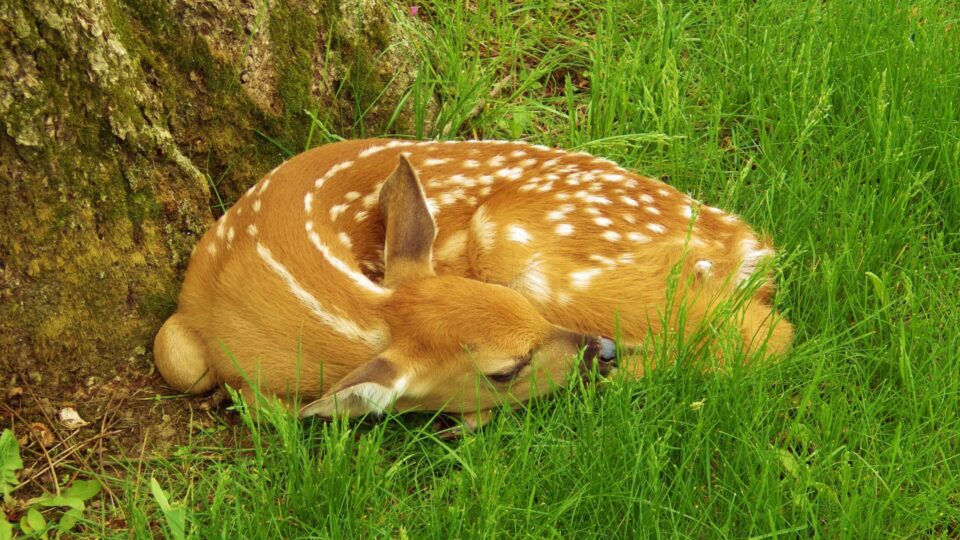 13 Things To Do If You Find A Baby Deer In Your Yard—And 4 You Should ...