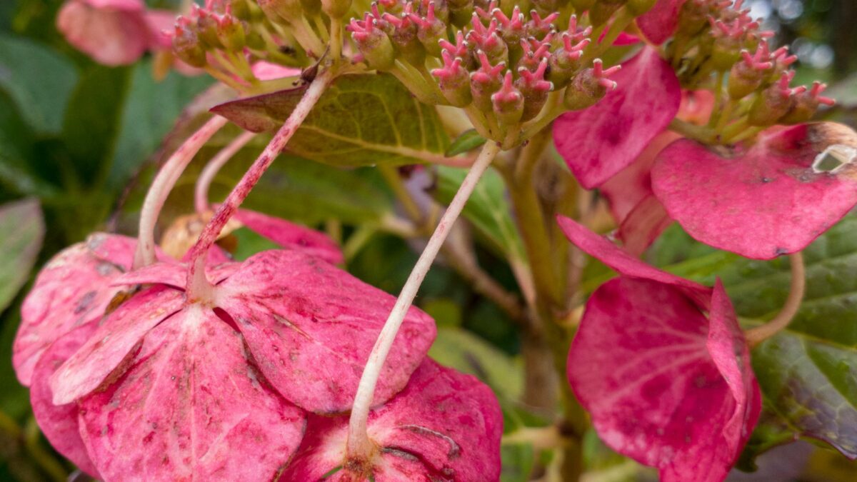 13 Things To Do When Your Hydrangeas Wilt In The Heat (And 3 Mistakes ...