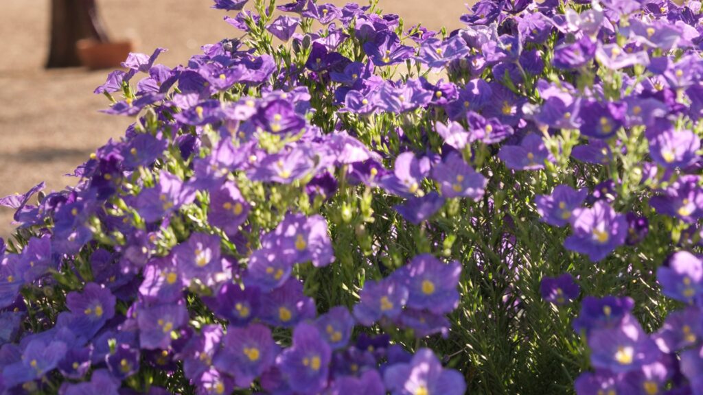 14 Tiny Flowers That Grow Fast And Burst With Color (Plus A Few More ...