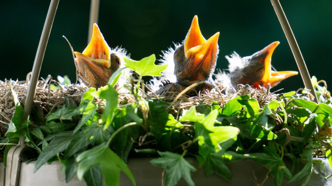 15 Clever Ways To Stop Birds From Nesting In Your Hanging Flower Baskets