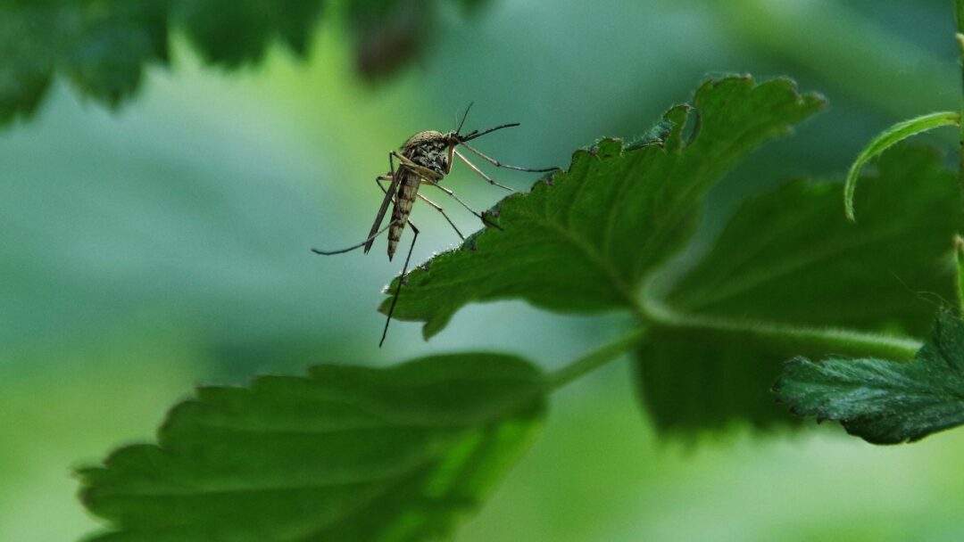 15 Easy Ways To Mosquito-Proof Your Yard (Without Harsh Chemicals)