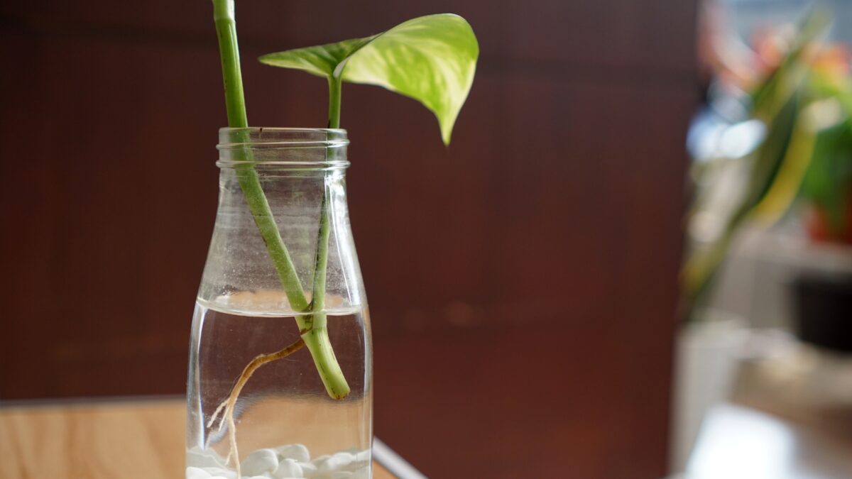 15 Easy Ways To Use Empty Medicine Bottles For Plant Propagation (And ...