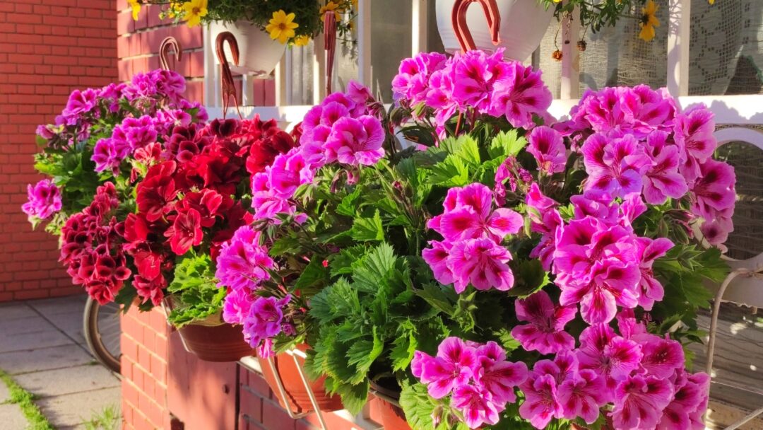 15 Must-Know Geranium Hacks For A Summer Of Colorful Blooms (And How To ...