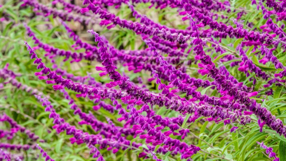 15 Perennials That Multiply On Their Own In California And A Few More
