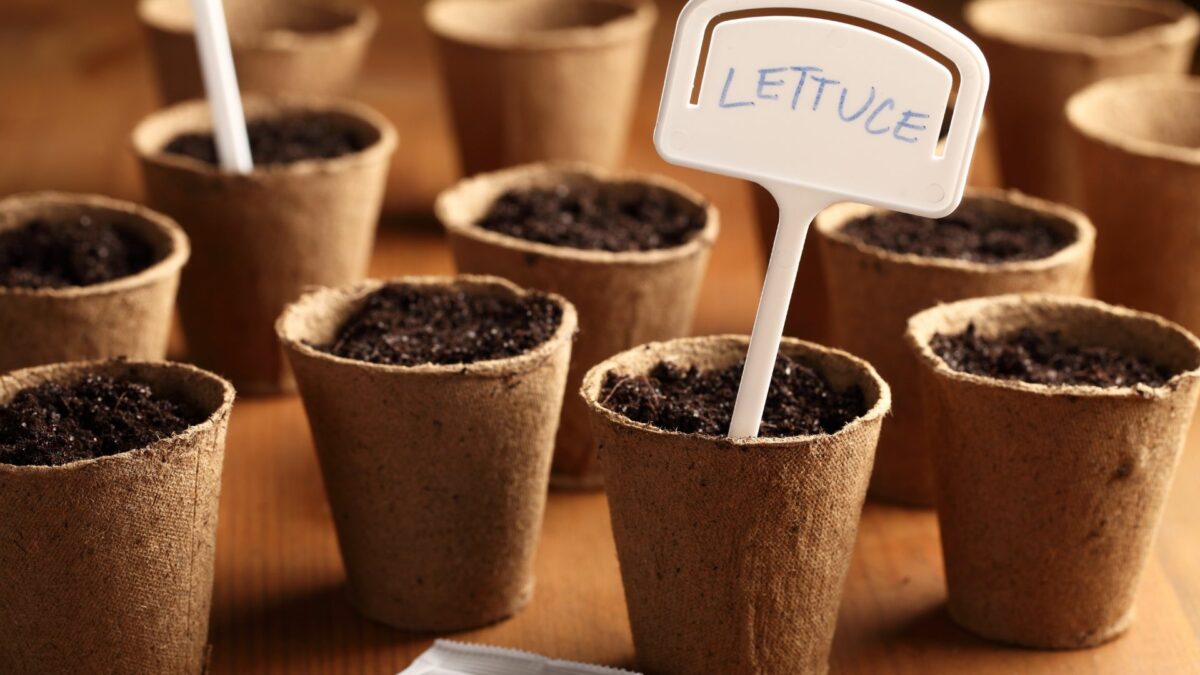 15 Reasons To Put Ice Cubes On Your Lettuce Seeds (And How It Actually ...
