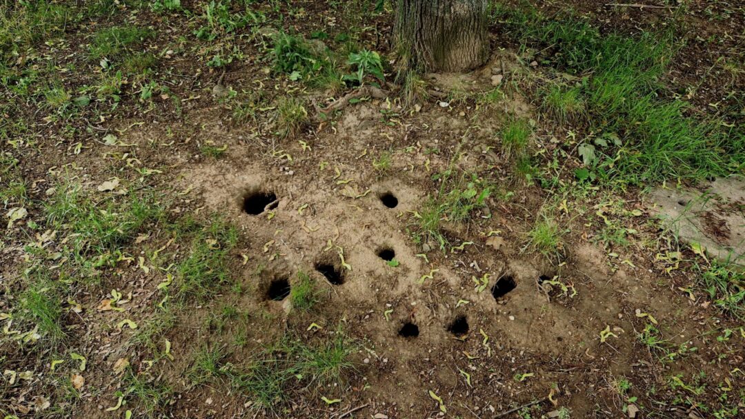 15 Signs Those Yard Holes Are From Rats—And How To Get Rid Of Them Fast