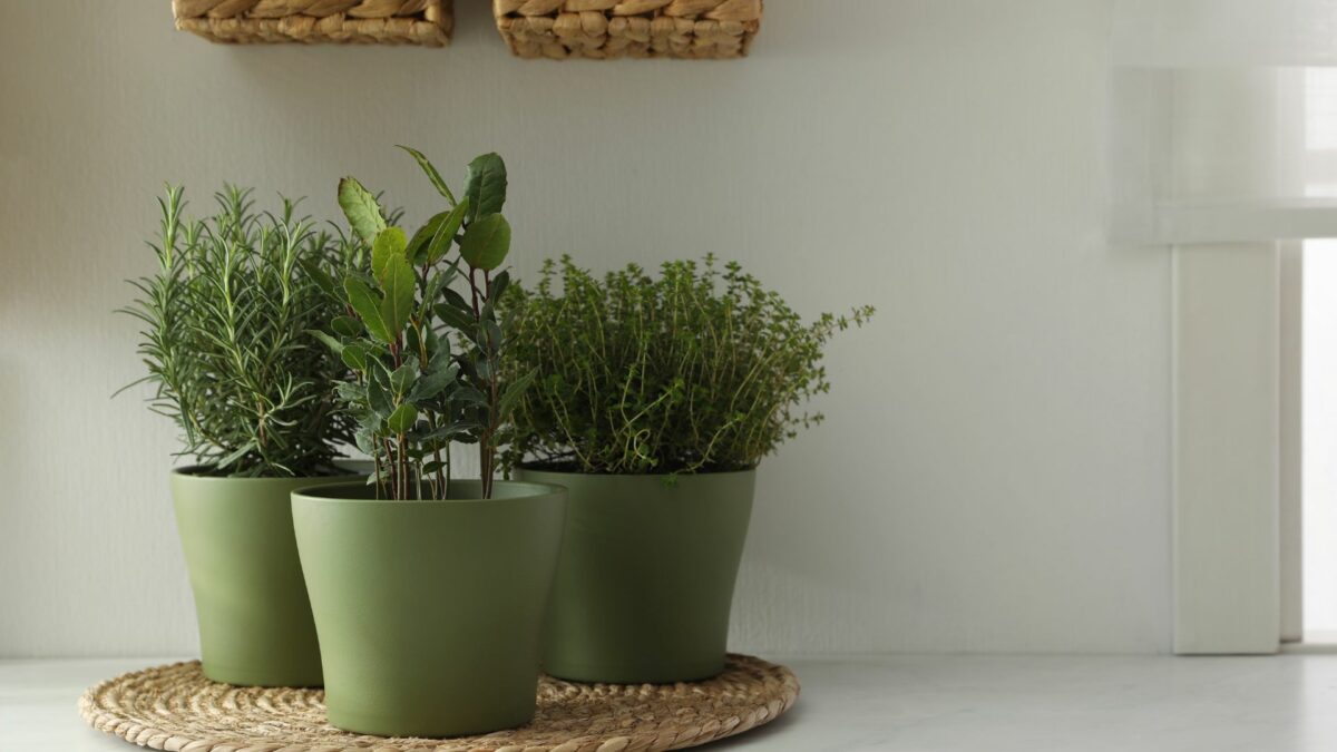 15 Steps To Build A Stylish Countertop Herb Garden (Even If You're ...