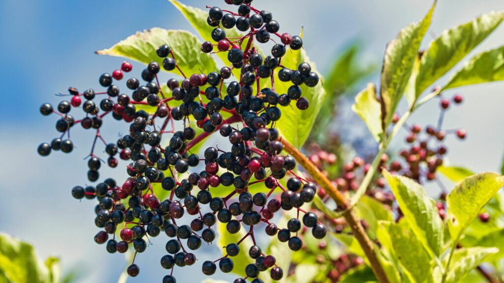 15 Steps To Growing Elderberry For Gorgeous Foliage And Edible Berries