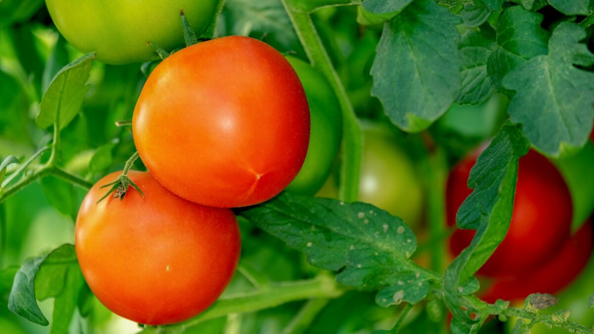 15 Tomato Growing Tricks That Actually Make Them Taste Better