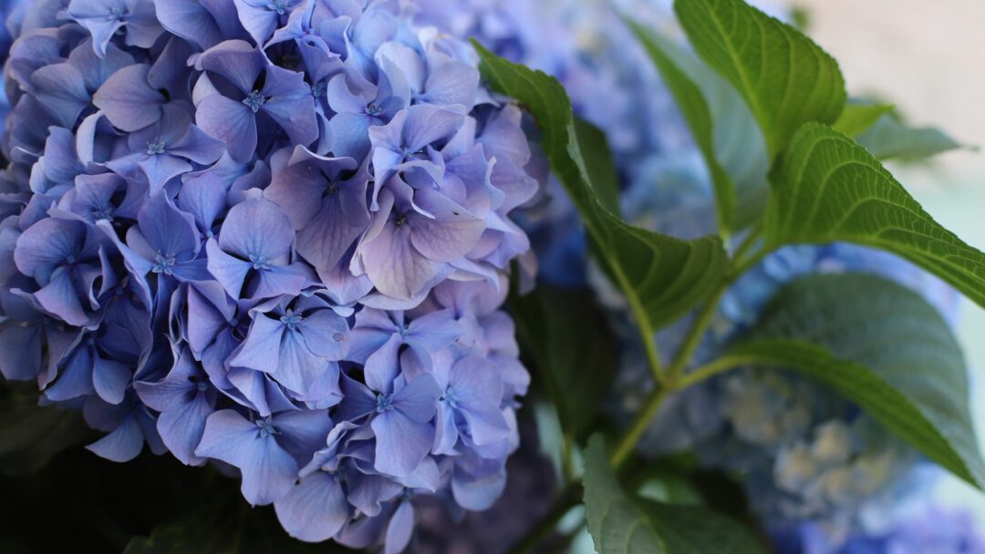 16 Best Hydrangea Bushes For Every Yard And Growing Condition (And ...