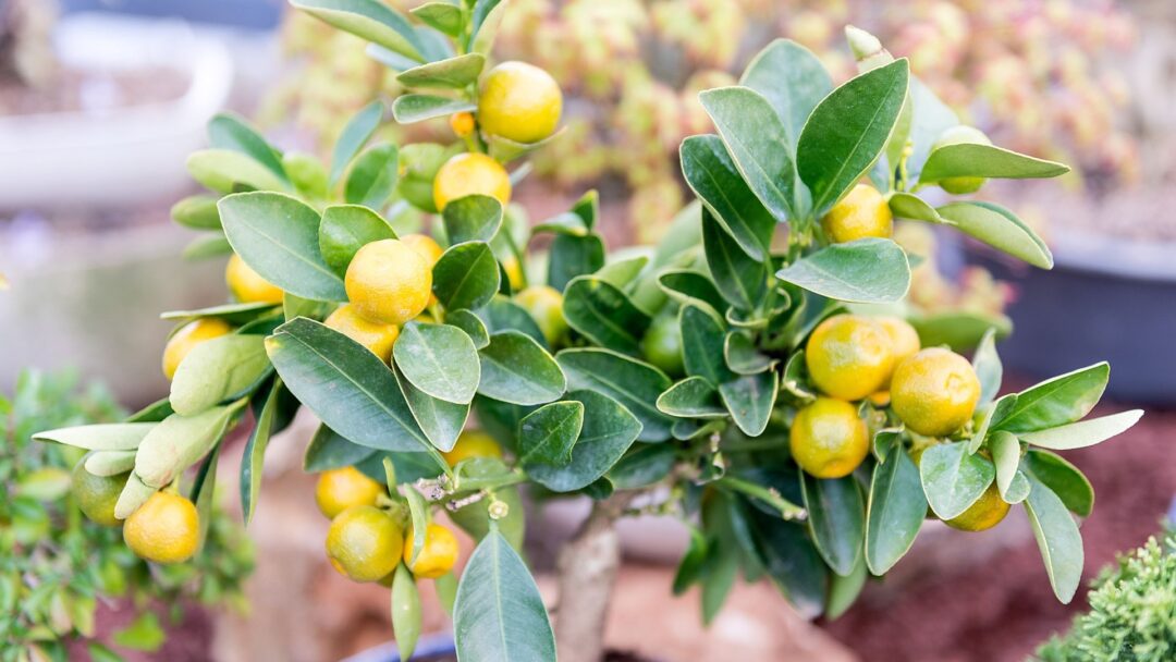 16 Clever Tricks To Grow A Mini Lemon Tree That Looks Just Like A Bonsai