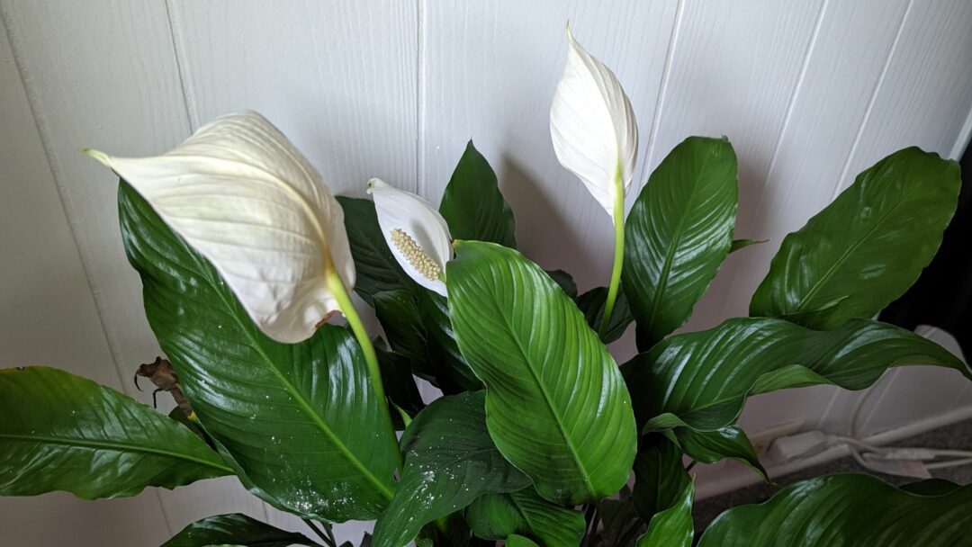 16 Fast Fixes For Peace Lily Brown Tips (And What's Actually Causing Them)