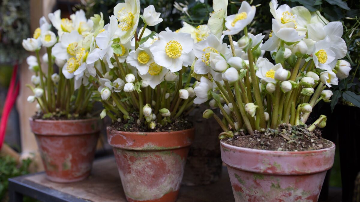 16 Popular Flowers Everyone Buys (And 4 Hidden Gems That Outshine Them)