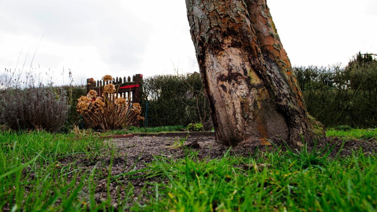 16 Warning Signs A Tree On Your Property Might Be Unsafe (And When To ...